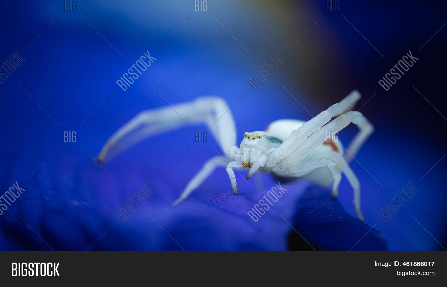 Spider Defensive Image & Photo (Free Trial) | Bigstock