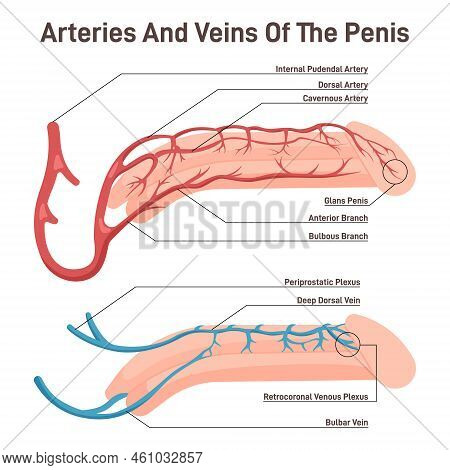 Blood Circulation Vector & Photo (Free Trial) | Bigstock