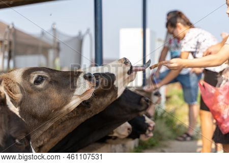 Feed Calves Black Image & Photo (Free Trial) | Bigstock