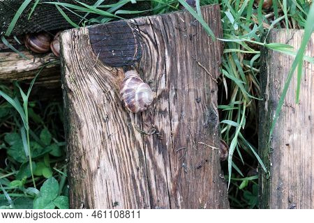 Breeding Snails Obtain Image & Photo (Free Trial) | Bigstock