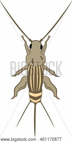 Cricket Insect Top Vector & Photo (Free Trial) | Bigstock