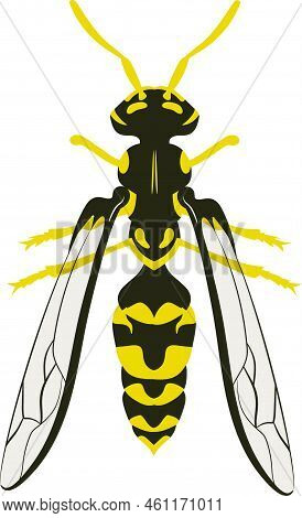 Wasp Hornet Bee Vector & Photo (Free Trial) | Bigstock