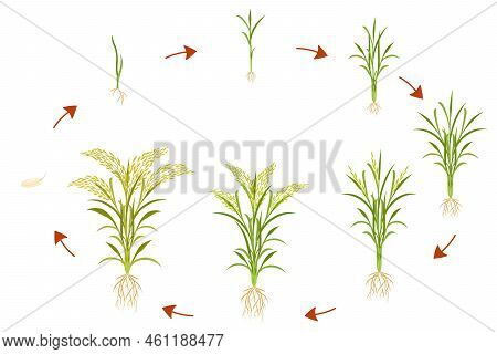 Growth Cycle Rice Vector & Photo (Free Trial) | Bigstock