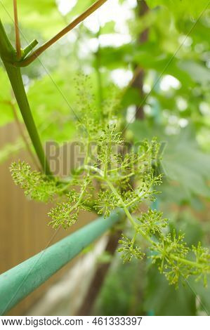 Grapevine Baby Grapes Image & Photo (Free Trial) | Bigstock