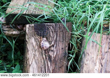 Breeding Snails Obtain Image & Photo (Free Trial) | Bigstock