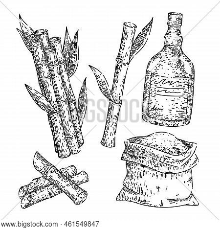 Sugar Cane Field Vector