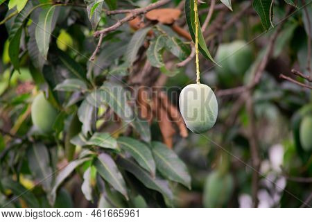 Green Unripe Mangoes Image & Photo (Free Trial) | Bigstock