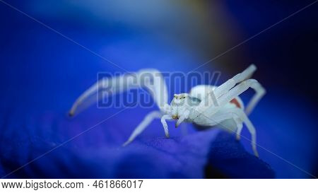 Spider Defensive Image & Photo (Free Trial) | Bigstock