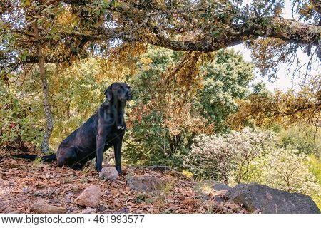 Dog Under Tree Images, Illustrations & Vectors (Free) - Bigstock