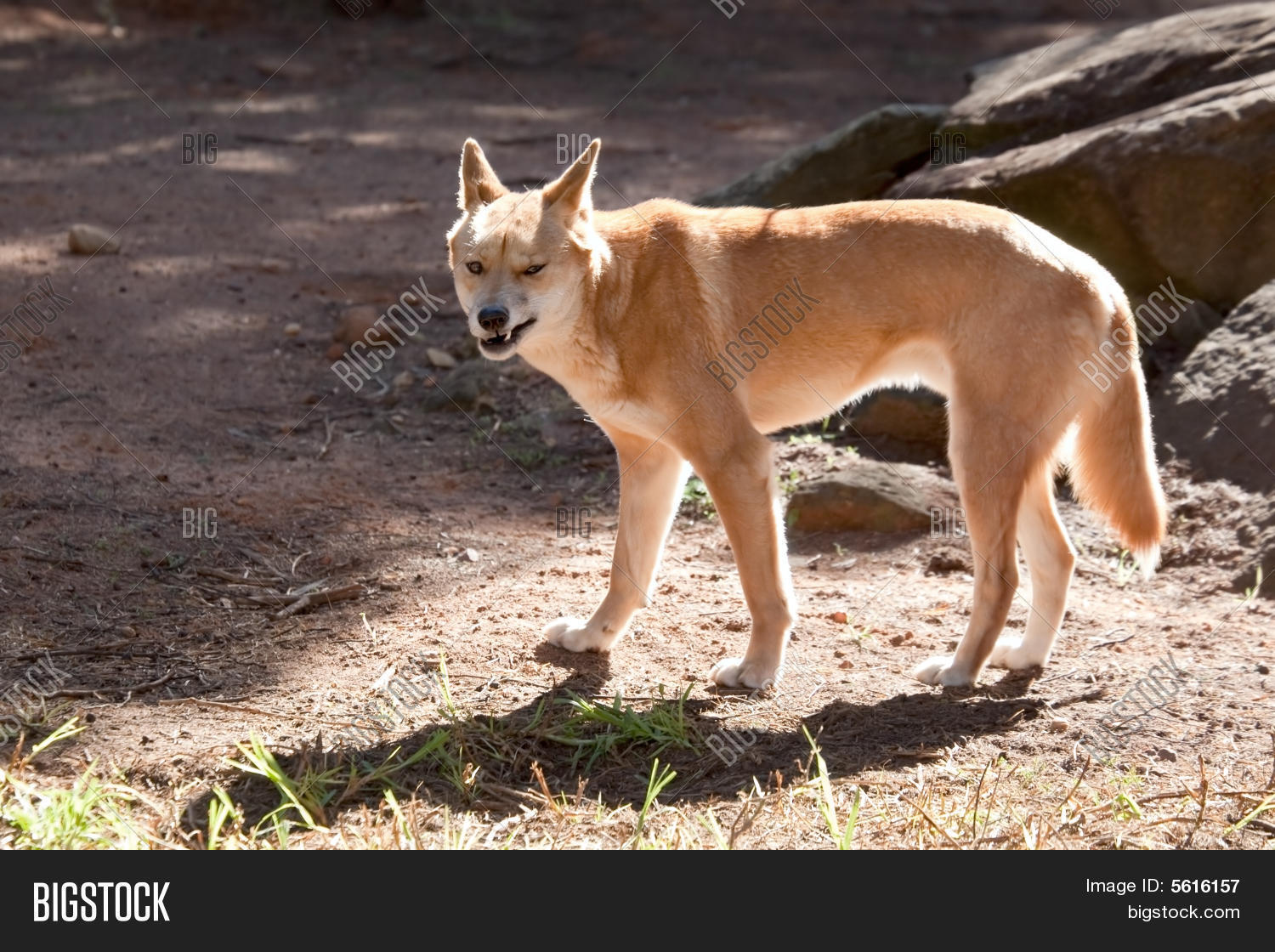 Dingo Image & Photo (Free Trial) | Bigstock