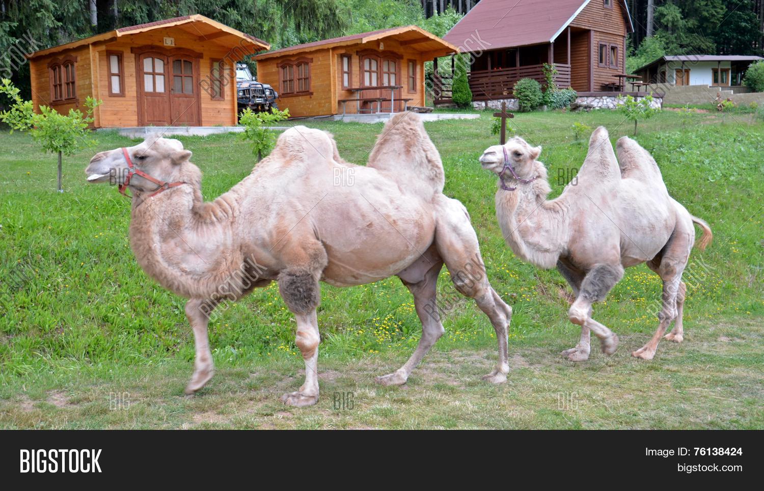Two Camels Image & Photo (Free Trial) | Bigstock