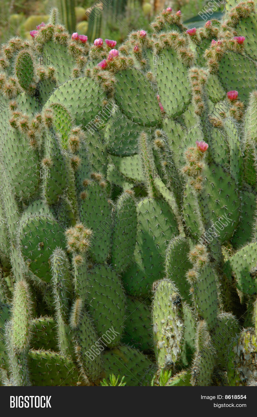 Cactus Oval Shaped Image & Photo (Free Trial) | Bigstock