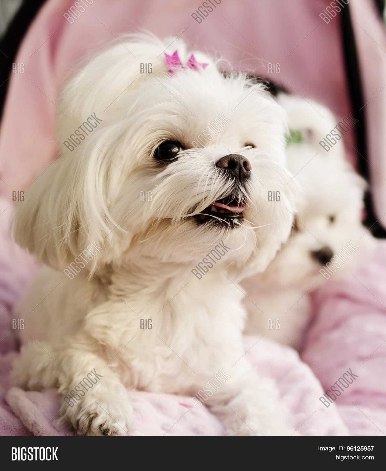 Maltese Puppies Pink Image & Photo (Free Trial) | Bigstock