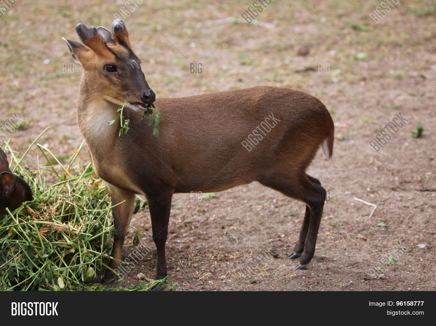 Chinese Muntjac ( Image & Photo (Free Trial) | Bigstock