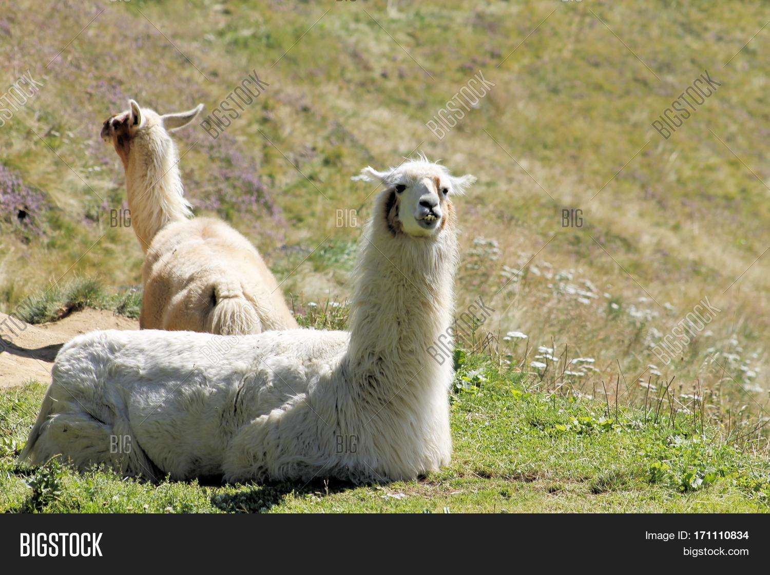 Llama (Lama Glama) Image & Photo (Free Trial) | Bigstock