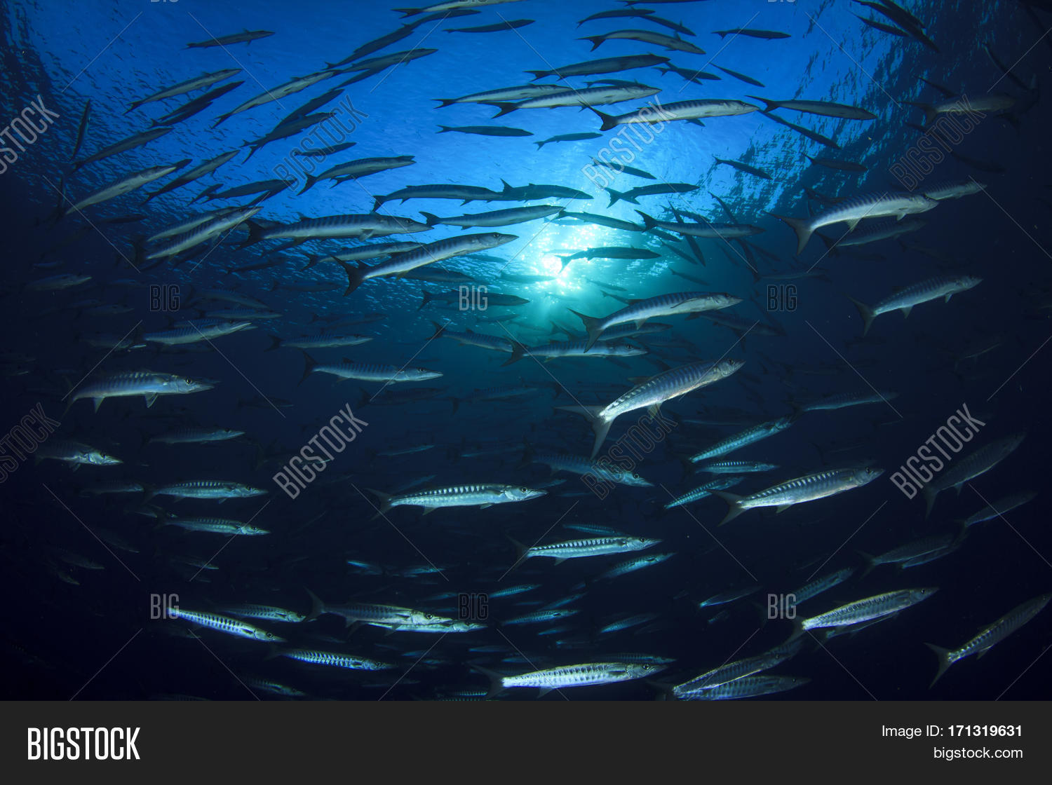 Barracuda Fish Indian Image & Photo (Free Trial) | Bigstock