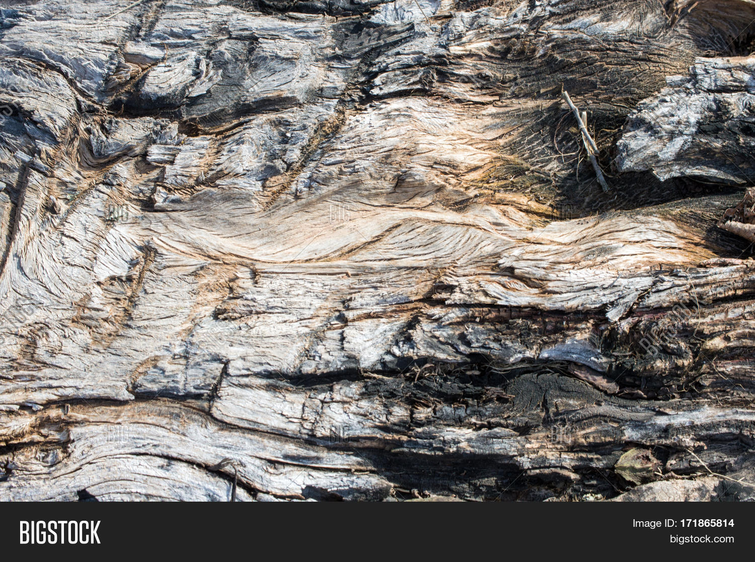 Exposed Tree Root Image & Photo (Free Trial) | Bigstock