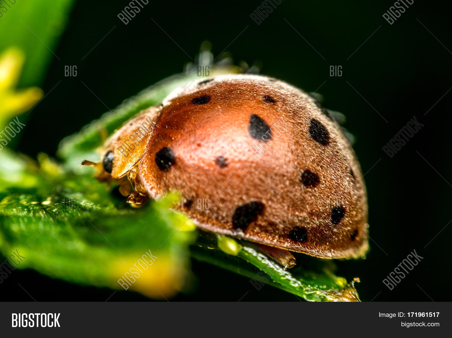 Macro Bug Insect ( Image & Photo (Free Trial) | Bigstock