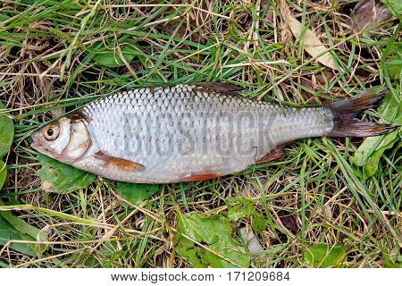 Several Common Roach Image & Photo (Free Trial) | Bigstock