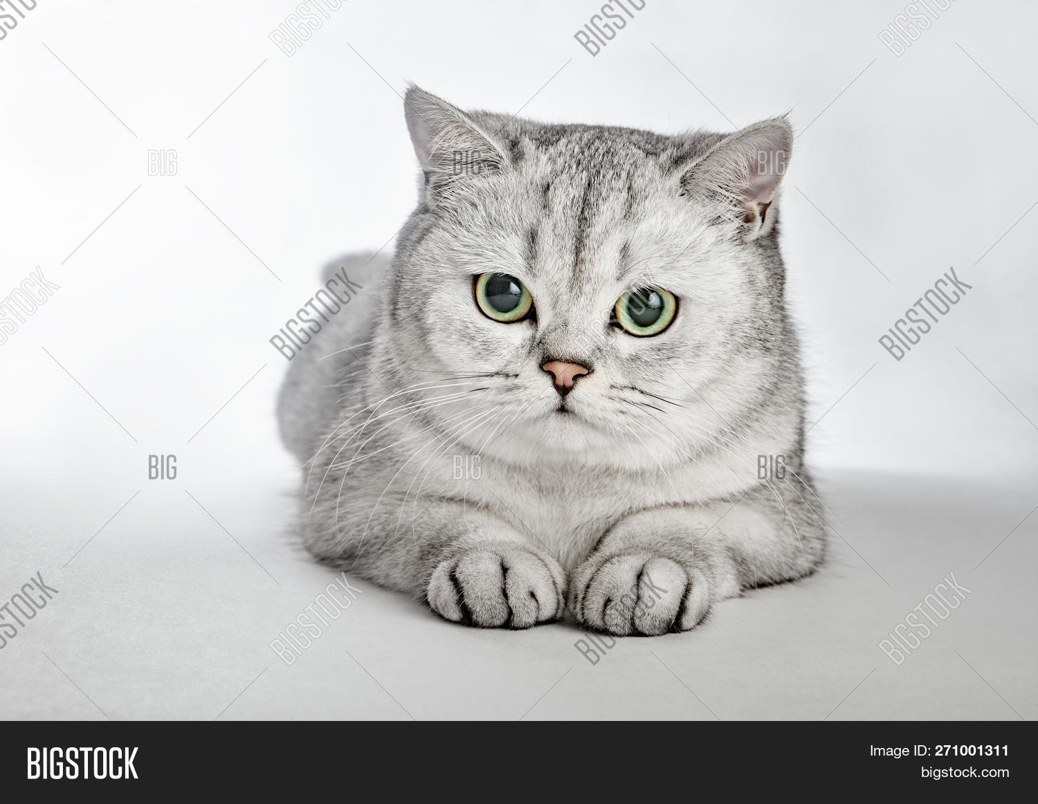 Gray British Shorthair Image & Photo (Free Trial) | Bigstock