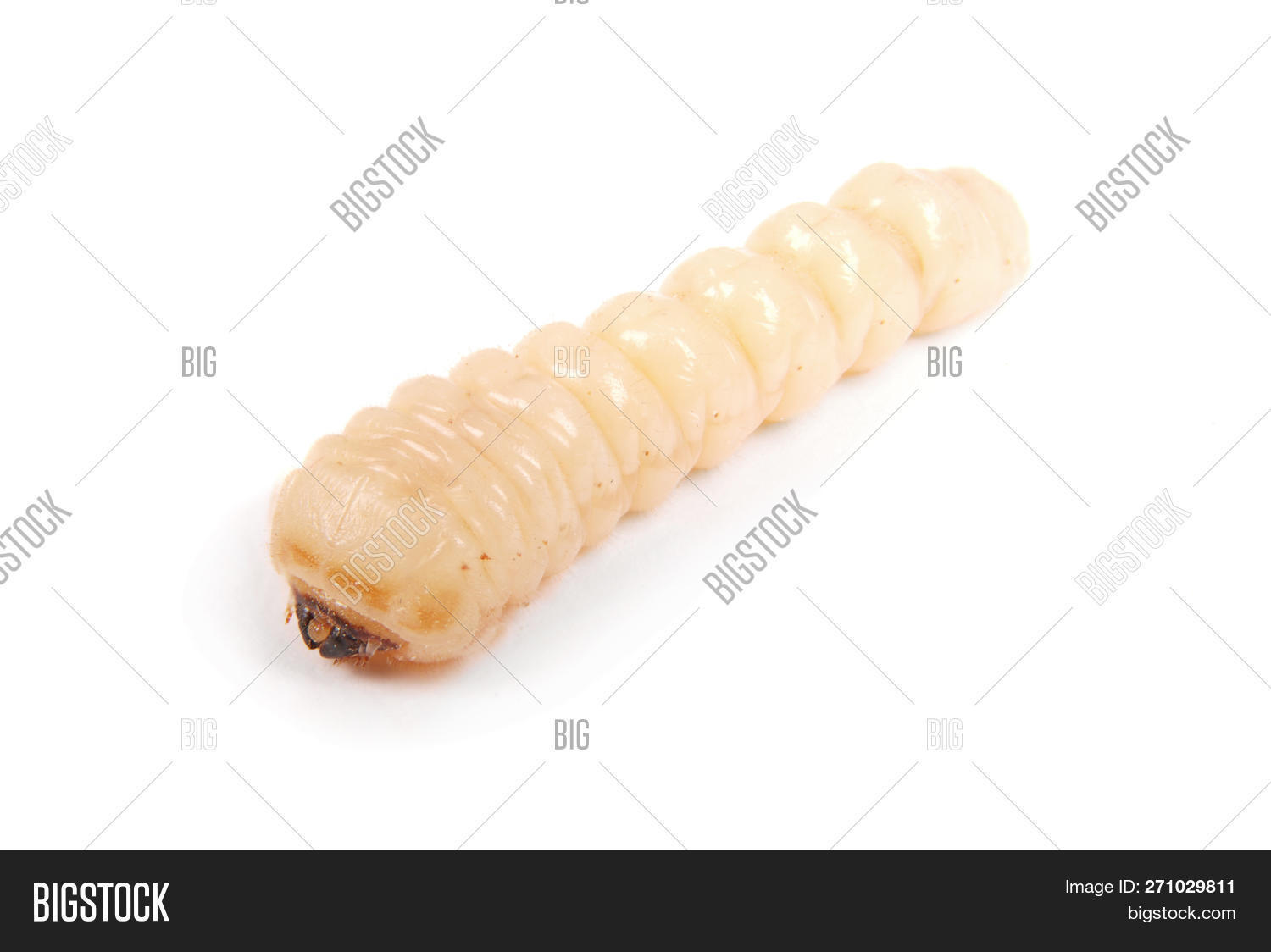 Larva Bark Beetle ( Image & Photo (Free Trial) | Bigstock