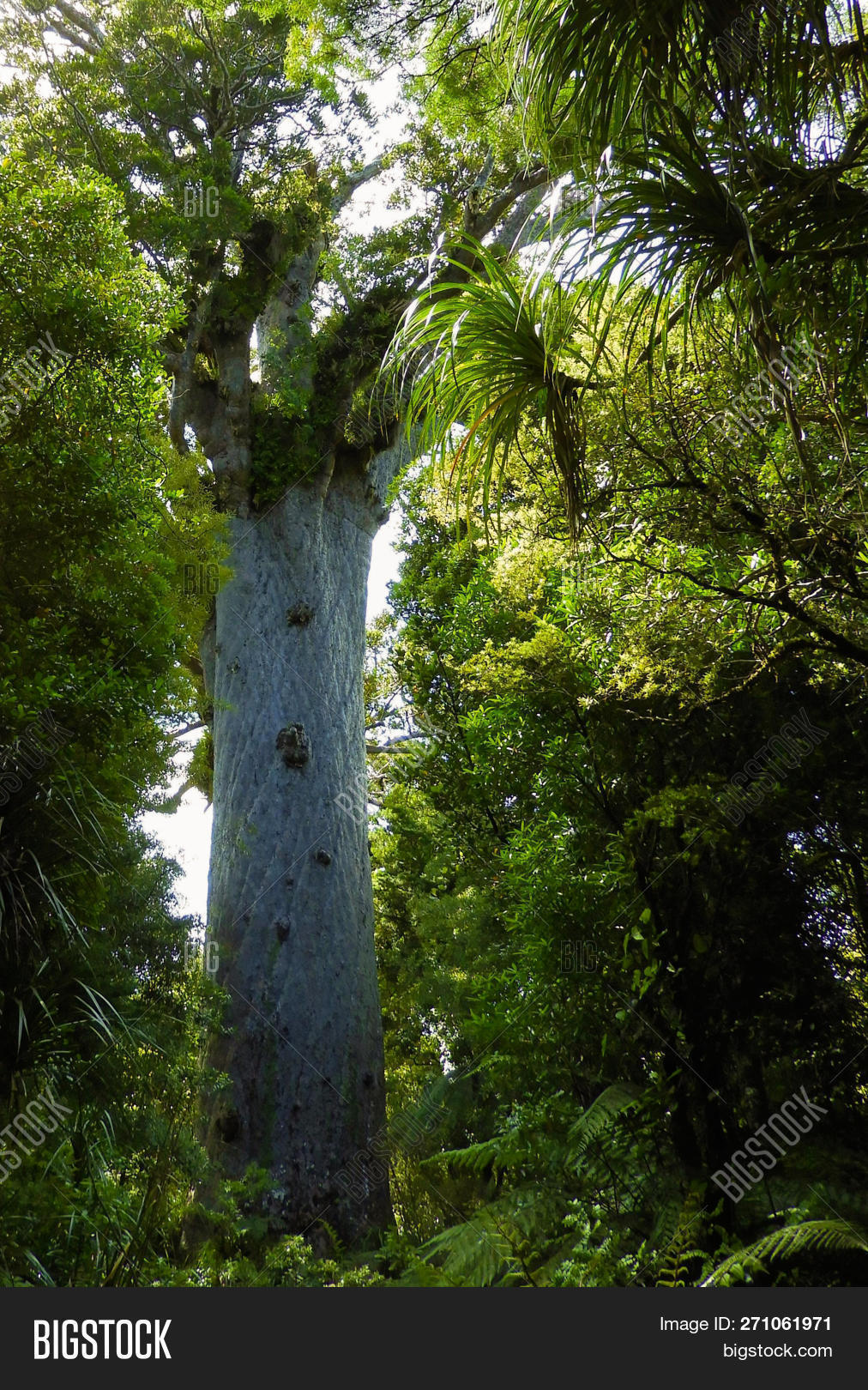 Tane Mahuta, Lord Image & Photo (Free Trial) | Bigstock
