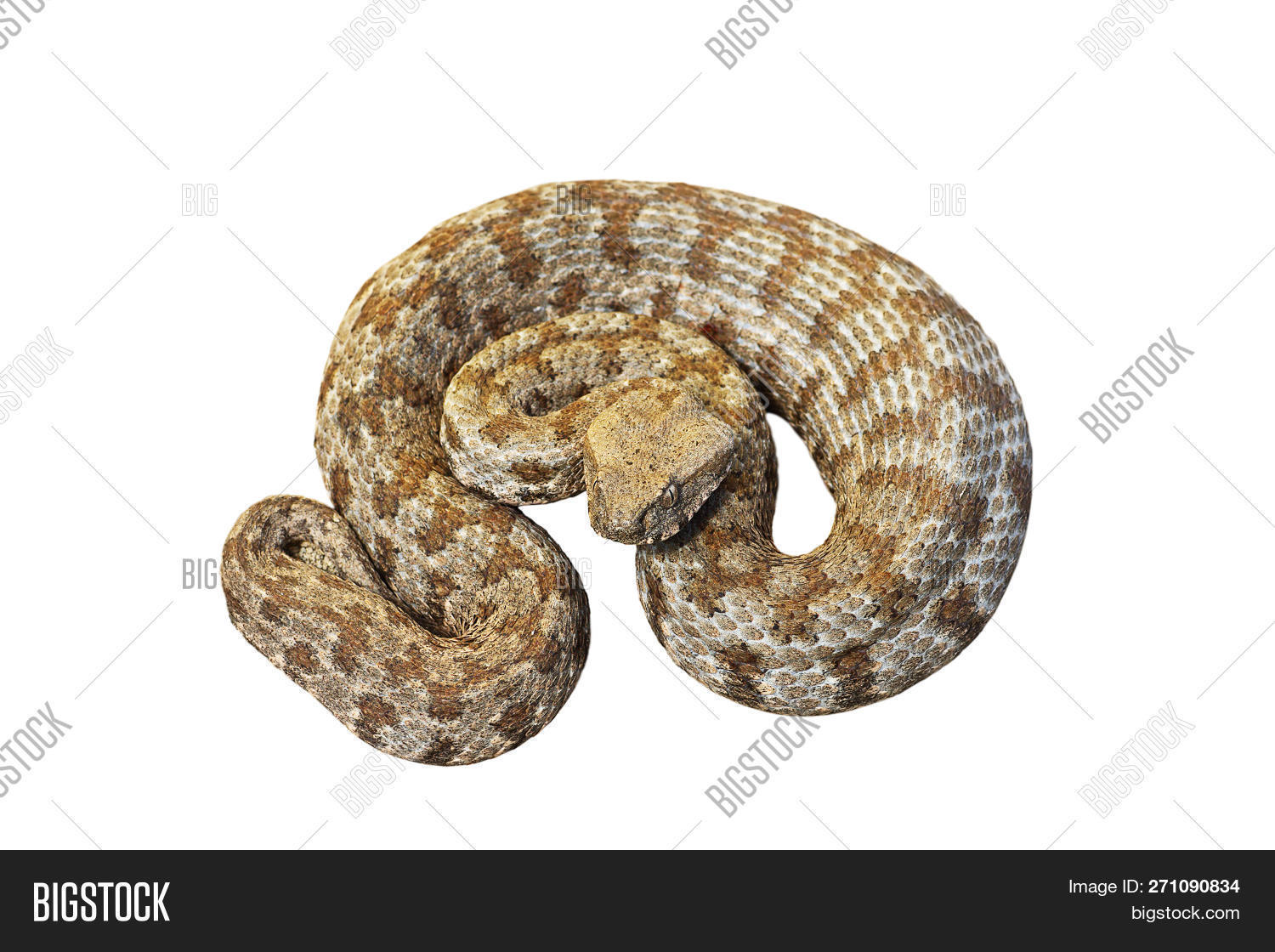 Macrovipera Lebetina Image & Photo (Free Trial) | Bigstock