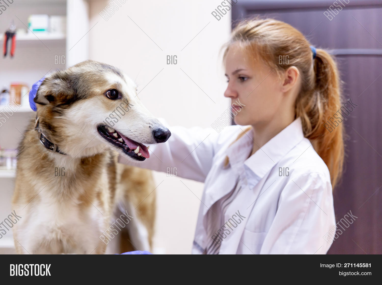 Female Veterinarian Image & Photo (Free Trial) | Bigstock