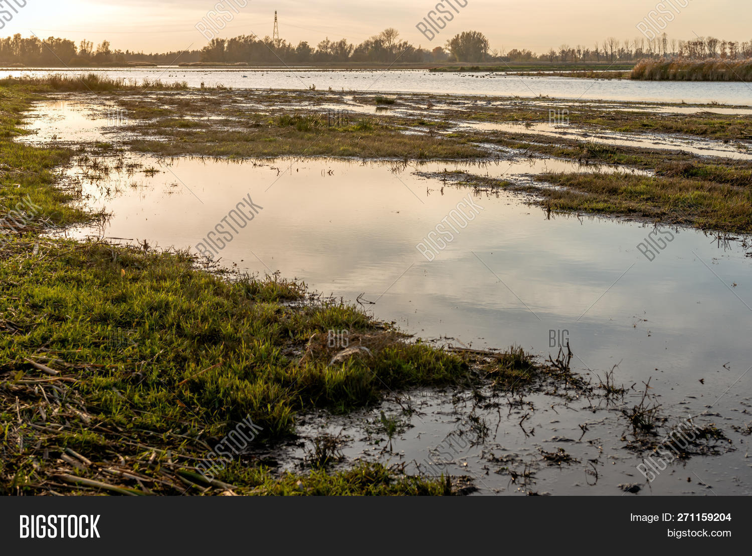 Marshy Part Dutch Image & Photo (Free Trial) | Bigstock