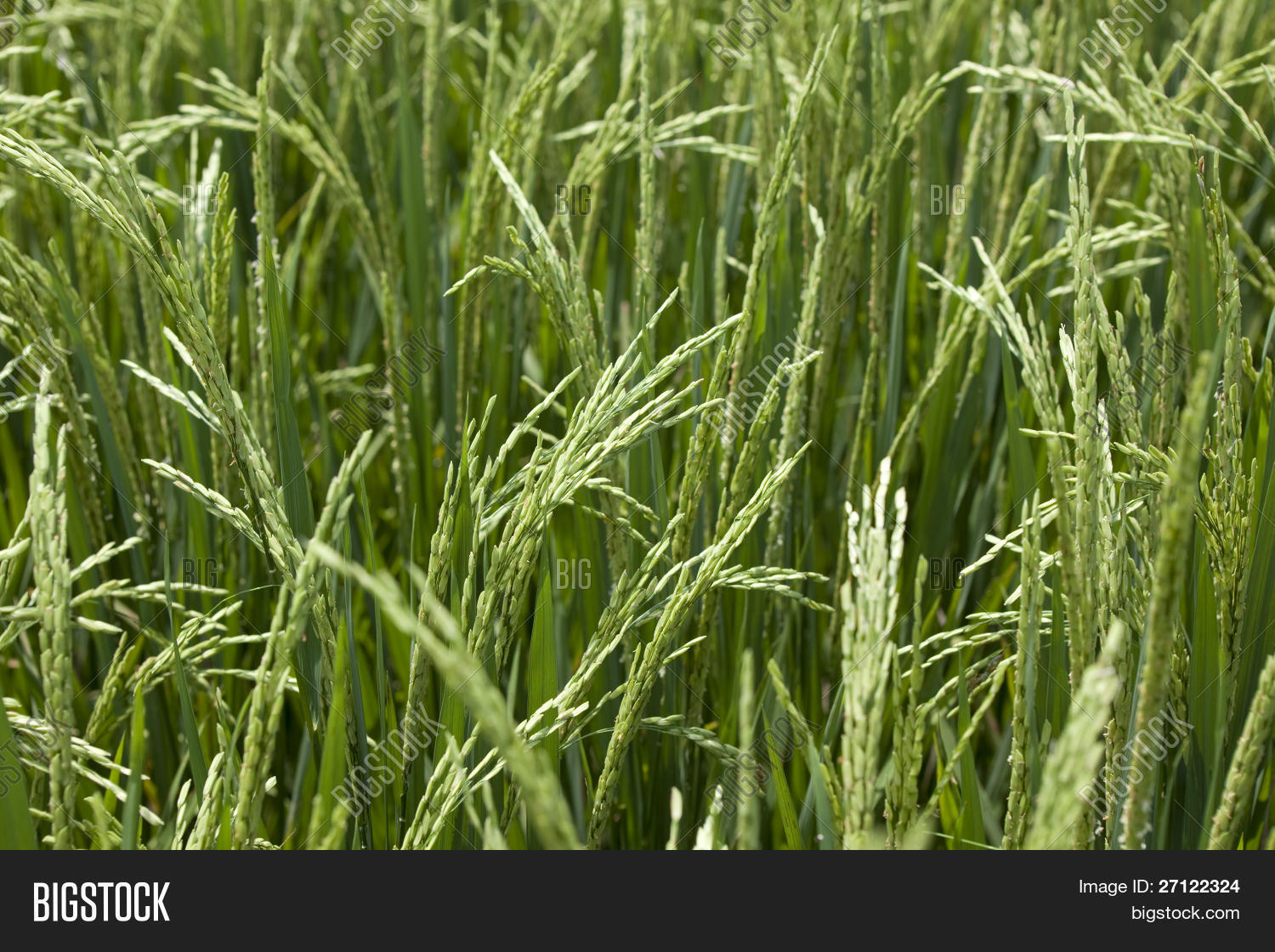 Rice Grains Ripening Image & Photo (Free Trial) | Bigstock
