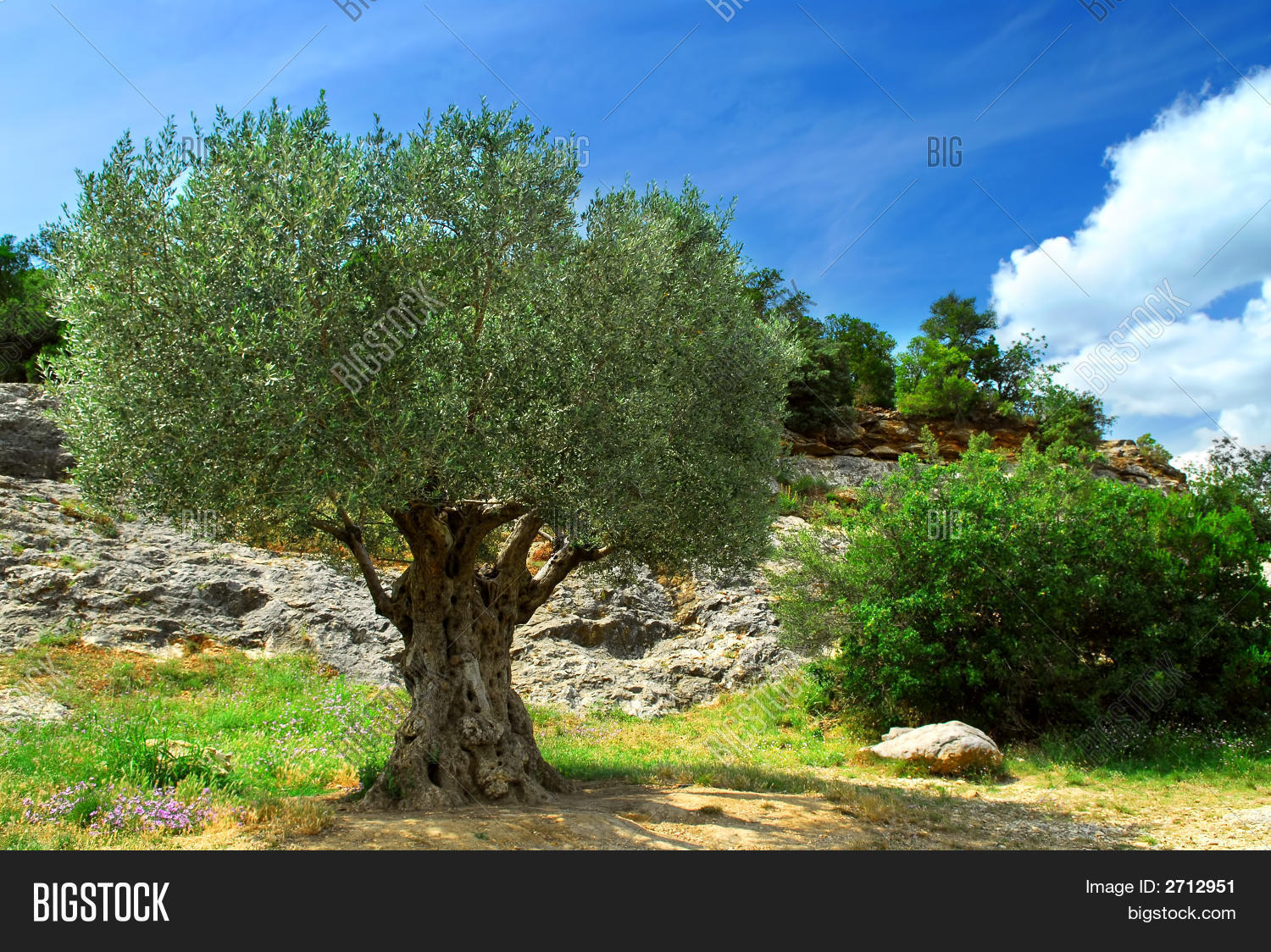 Old Olive Tree Image & Photo (Free Trial) | Bigstock