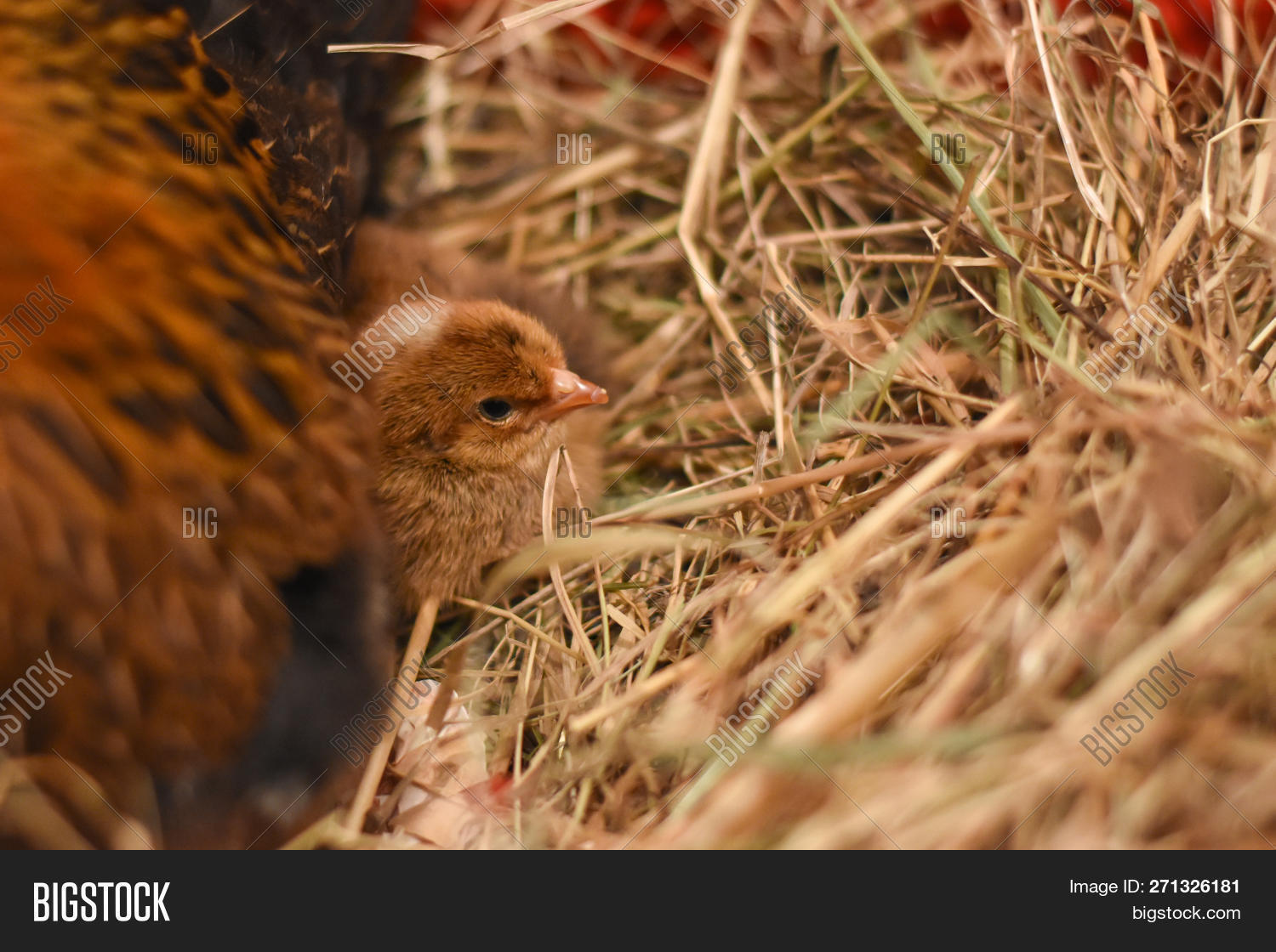 Just Born Chicks Nest Image & Photo (Free Trial) | Bigstock