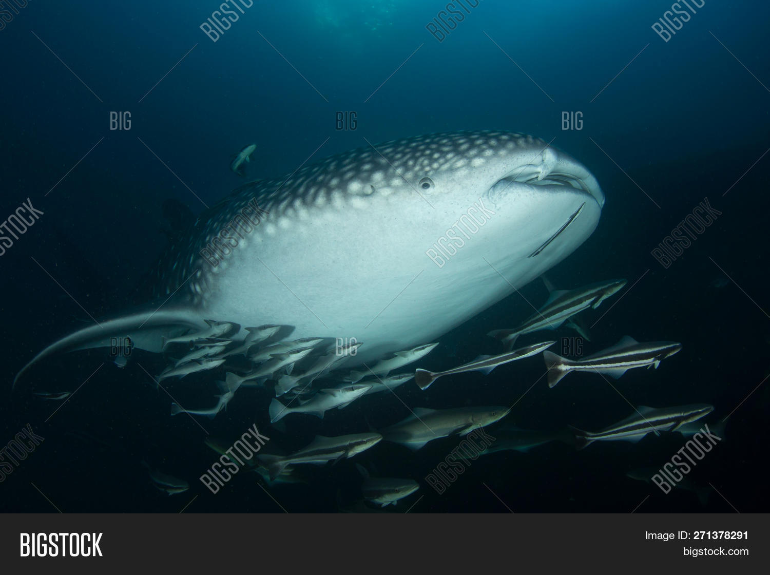 Whale Shark Remora Image & Photo (Free Trial) | Bigstock