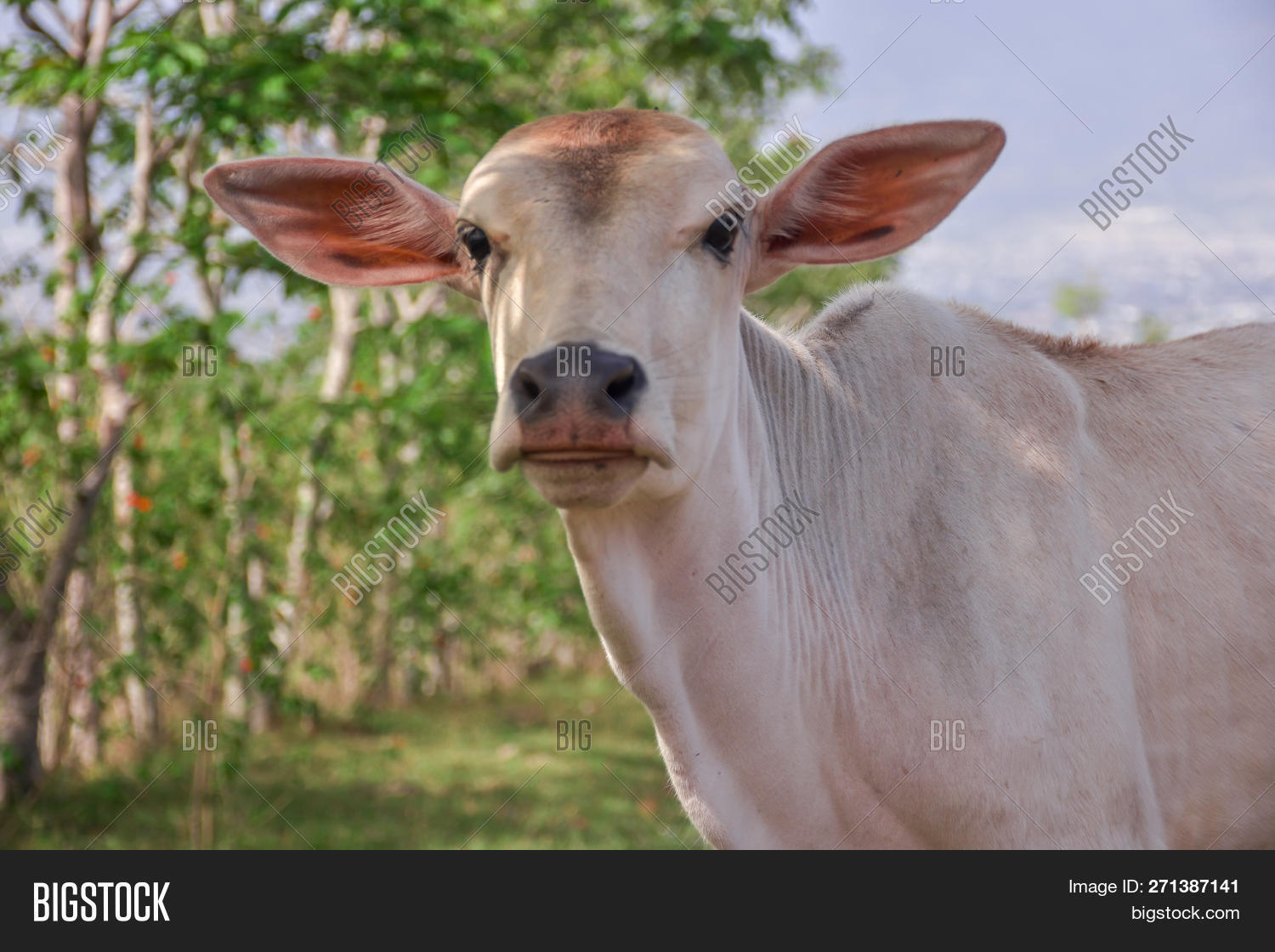 Indonesian Local Cow. Image & Photo (Free Trial) | Bigstock