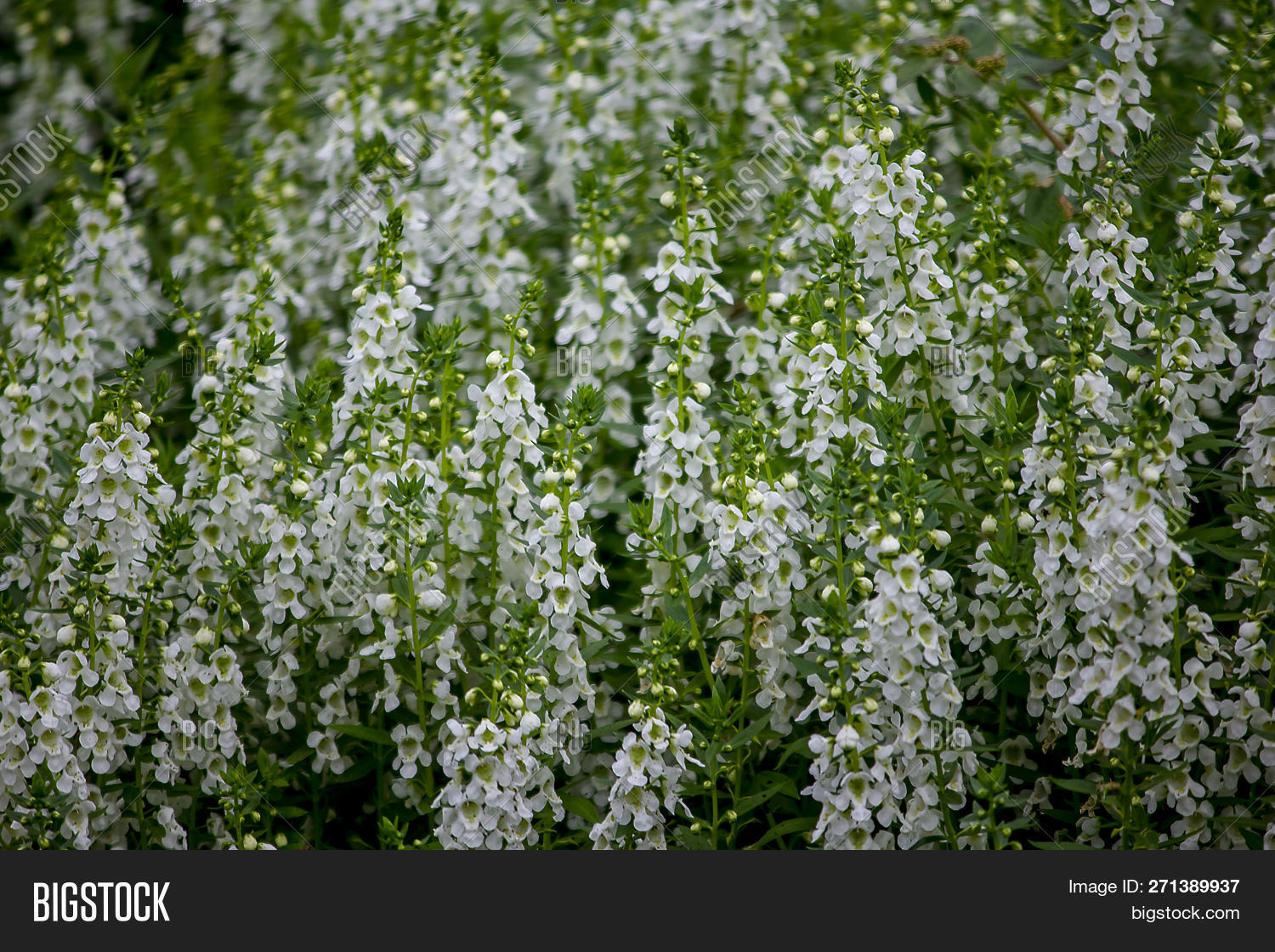 Angelonia Planted Image & Photo (Free Trial) | Bigstock