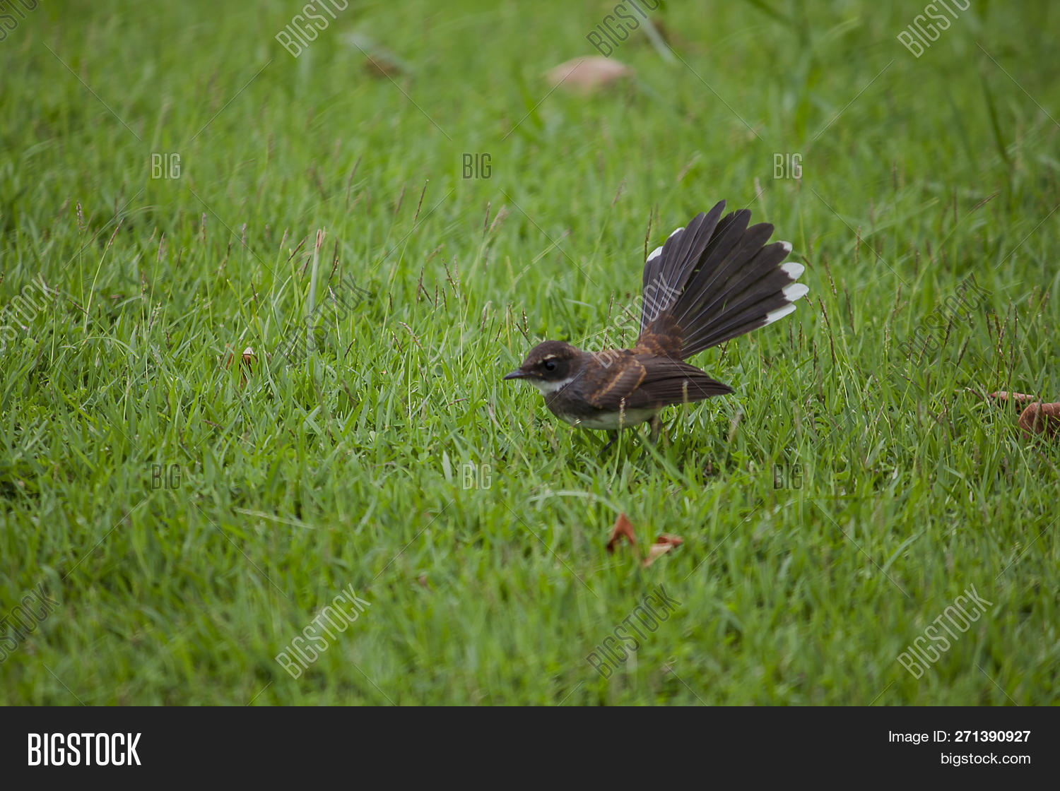 Copsychus Saularis Image & Photo (Free Trial) | Bigstock