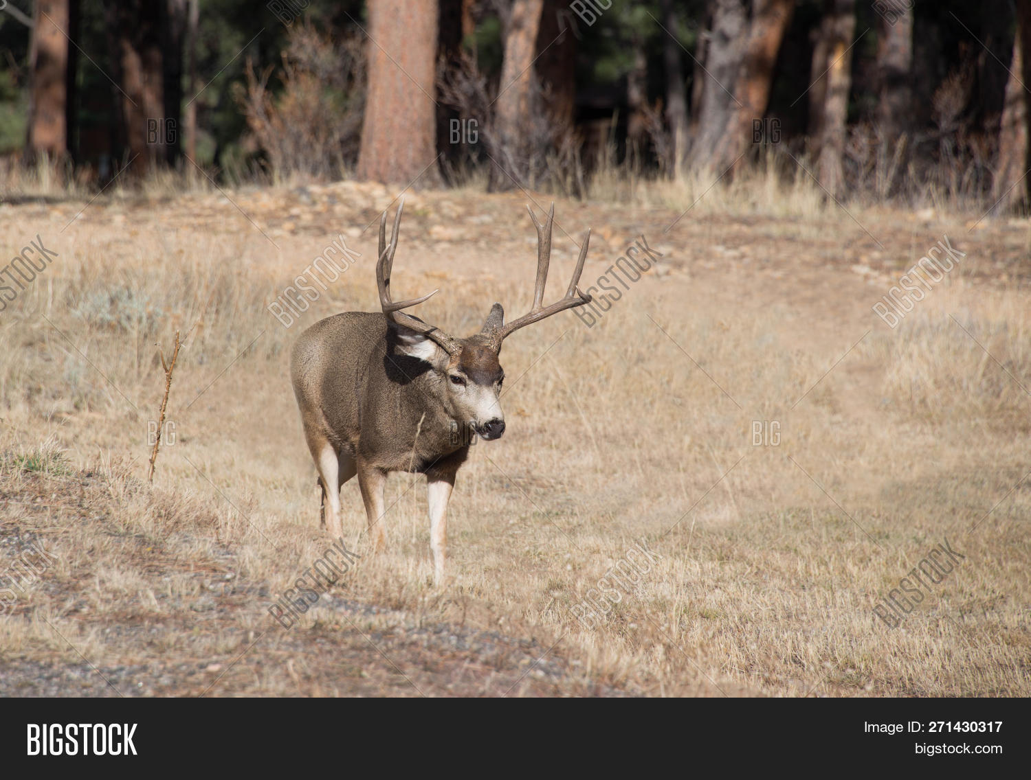 Buck Mule Deer Bull Image & Photo (Free Trial) | Bigstock