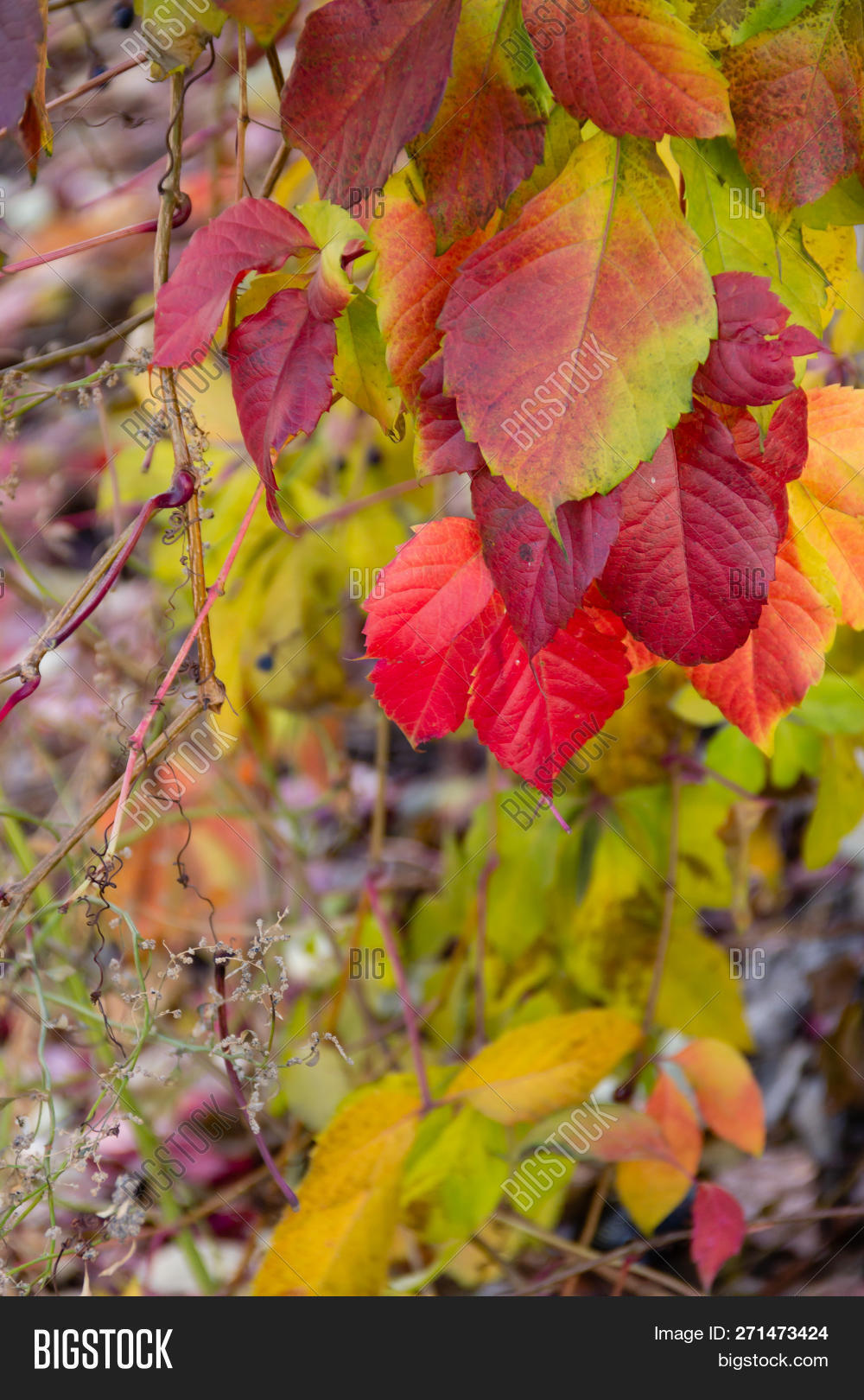 Red Leaves Curling Image & Photo (Free Trial) | Bigstock