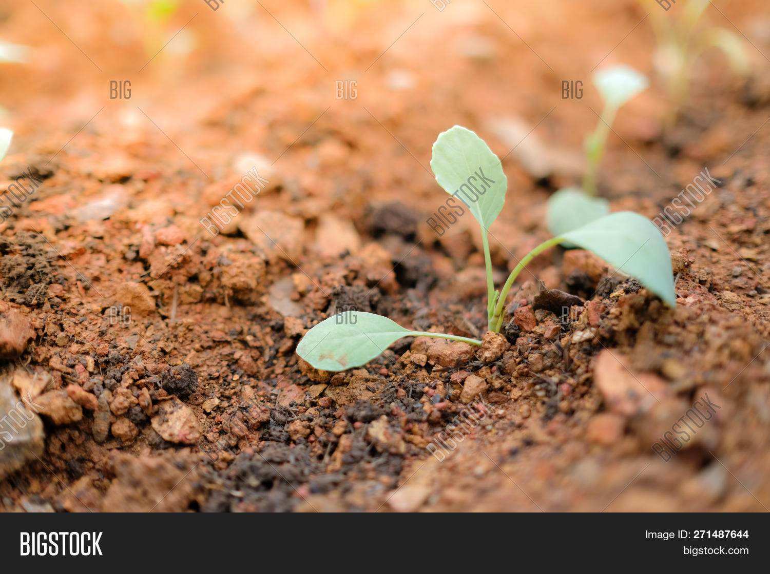 Seedling Tree. Royalty Image & Photo (Free Trial) | Bigstock