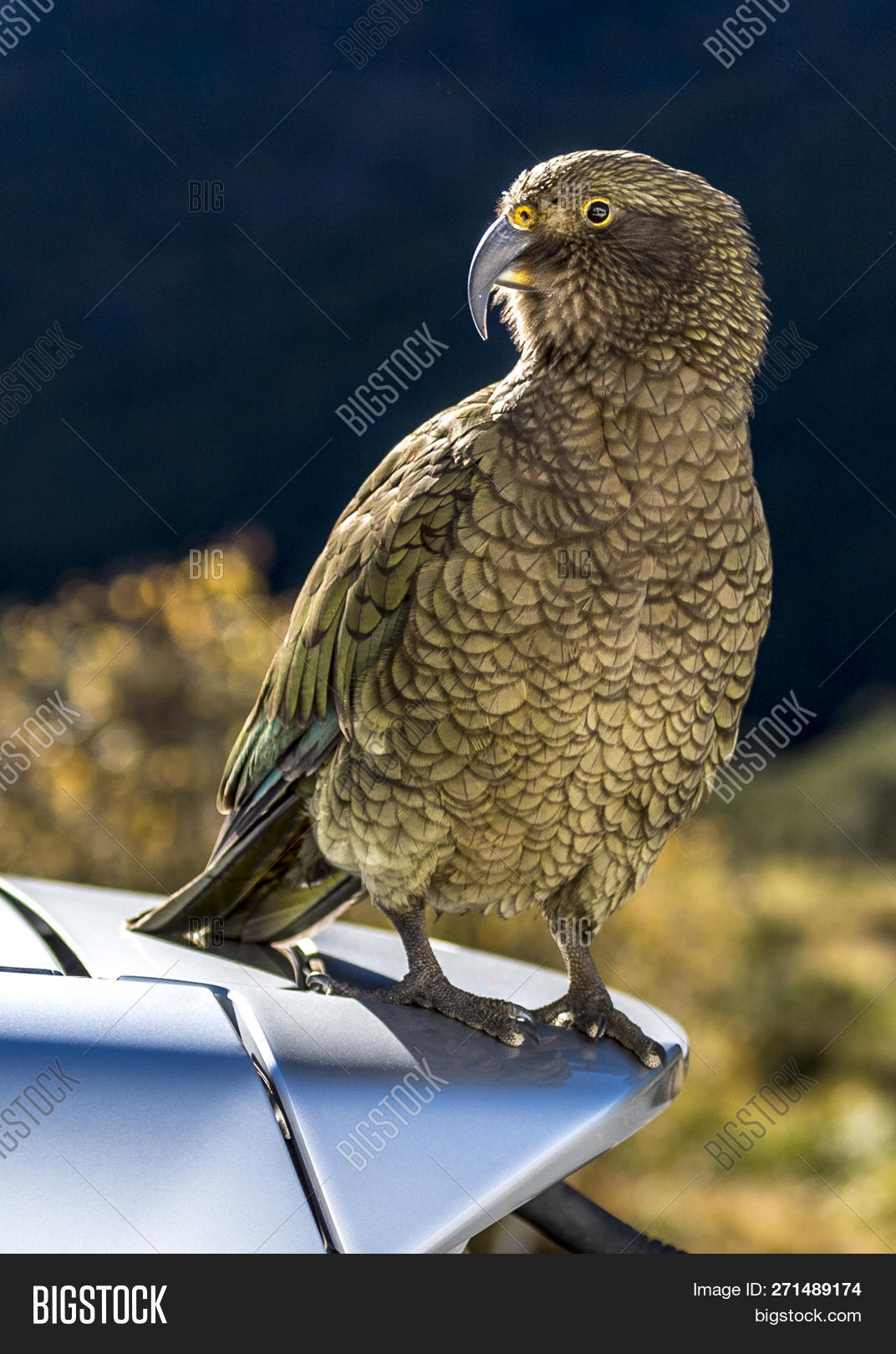 Kea (nestor Notabilis Image & Photo (Free Trial) | Bigstock