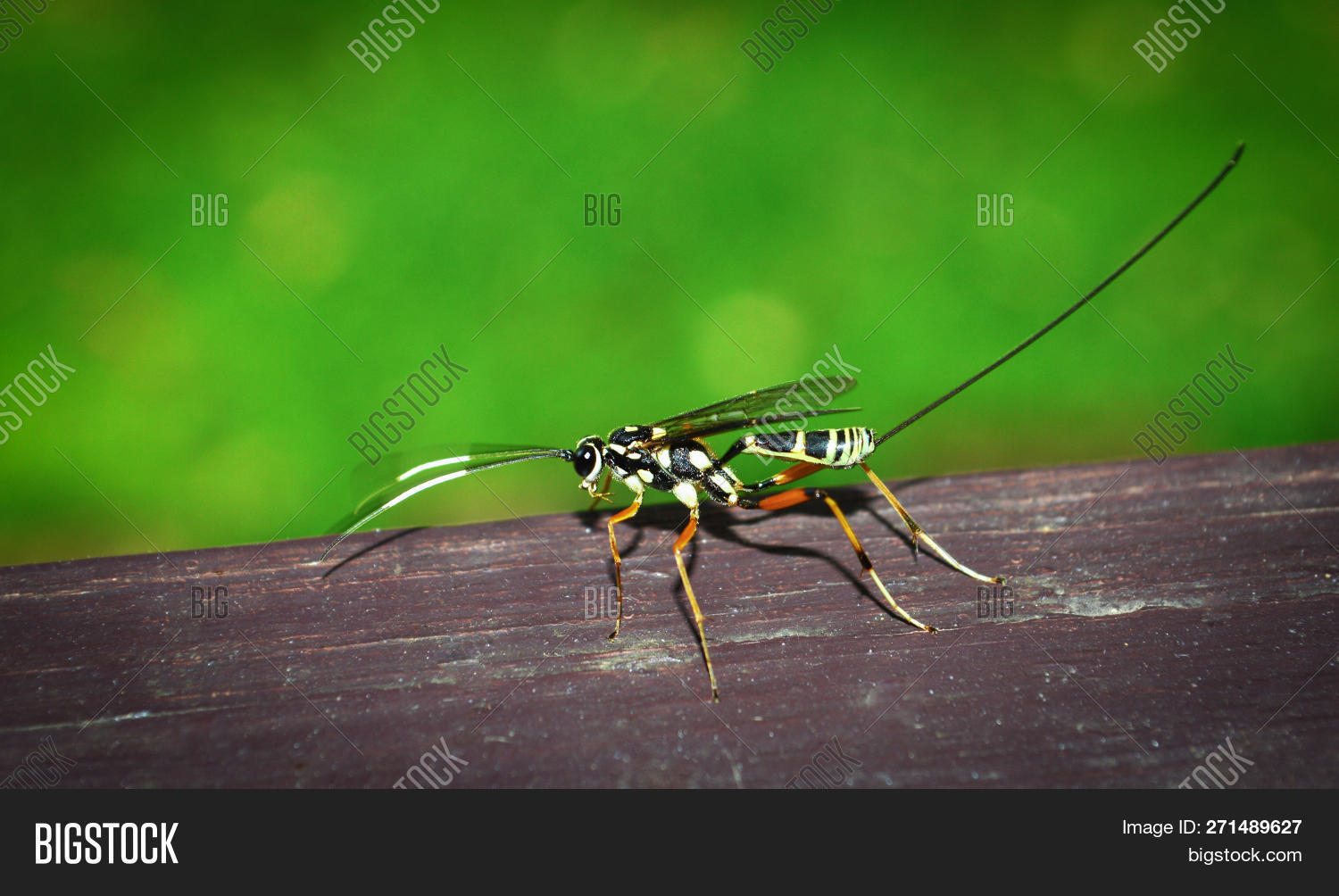 Tree Wasp Paper Wasp Image & Photo (Free Trial) | Bigstock