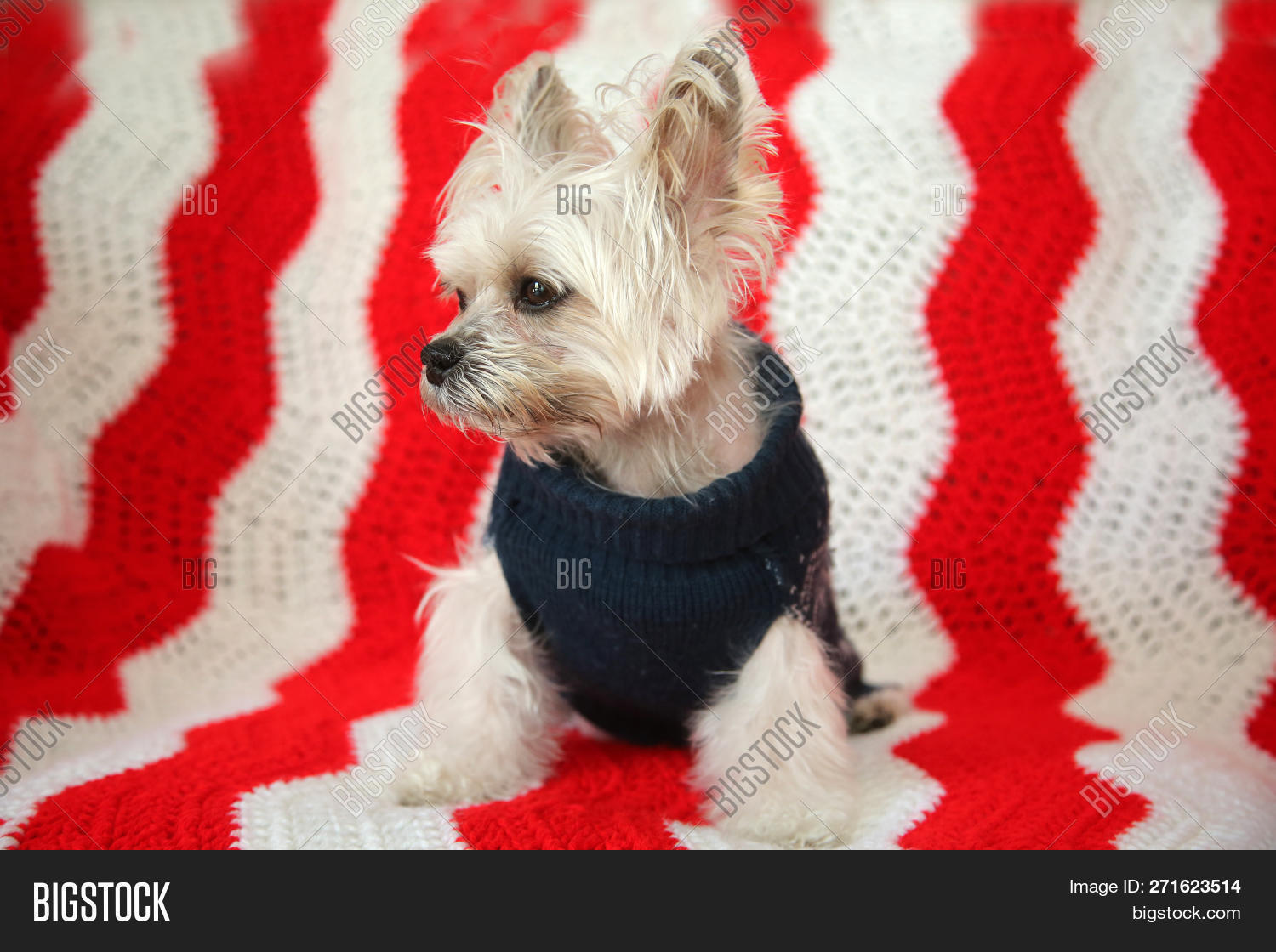 Not Amused Small Dog Image & Photo (Free Trial) | Bigstock