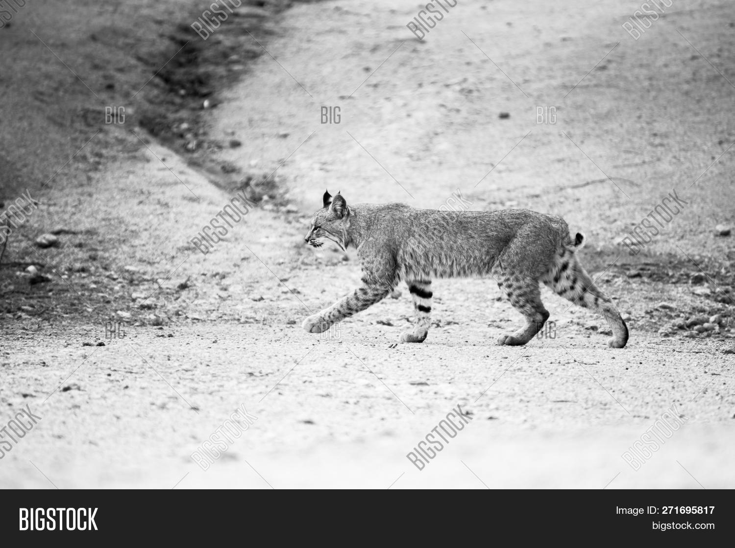 Adolescent Bobcat Image & Photo (Free Trial) | Bigstock