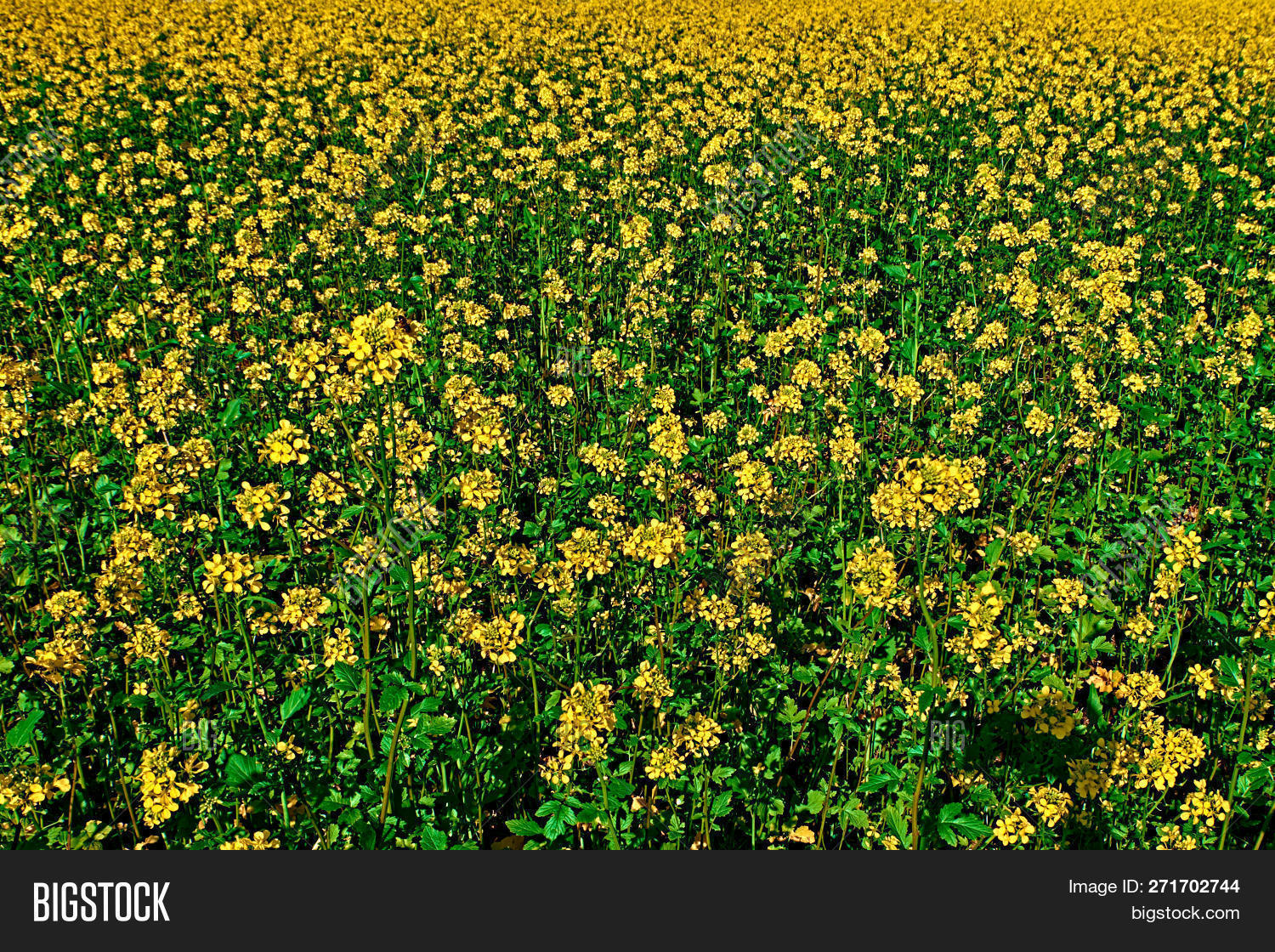 Yellow Feild Flowering Image & Photo (Free Trial) | Bigstock