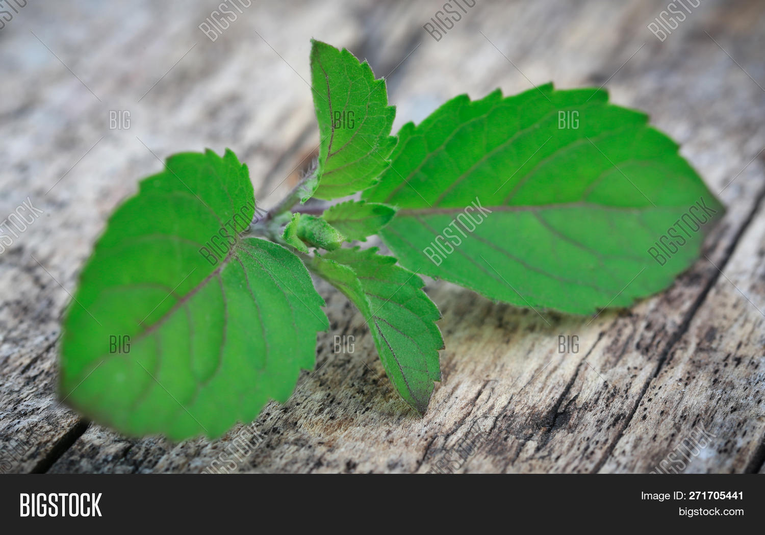 Holy Basil Tulsi Image & Photo (Free Trial) | Bigstock
