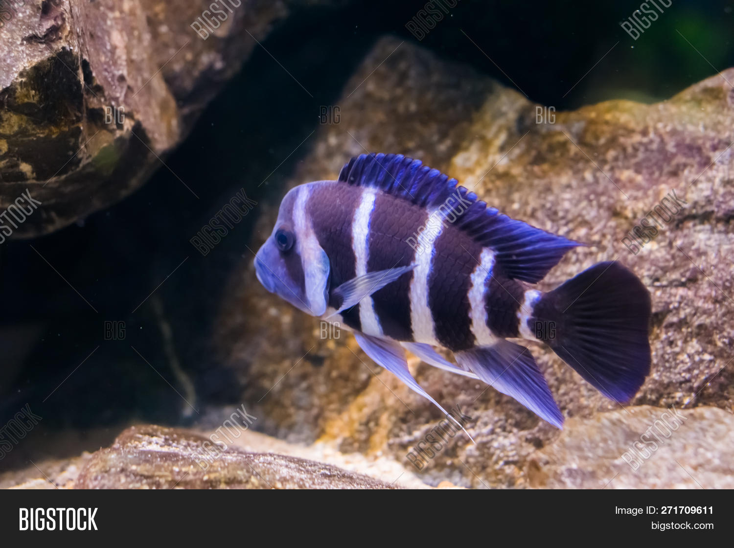 Blue White Banded Image & Photo (Free Trial) | Bigstock