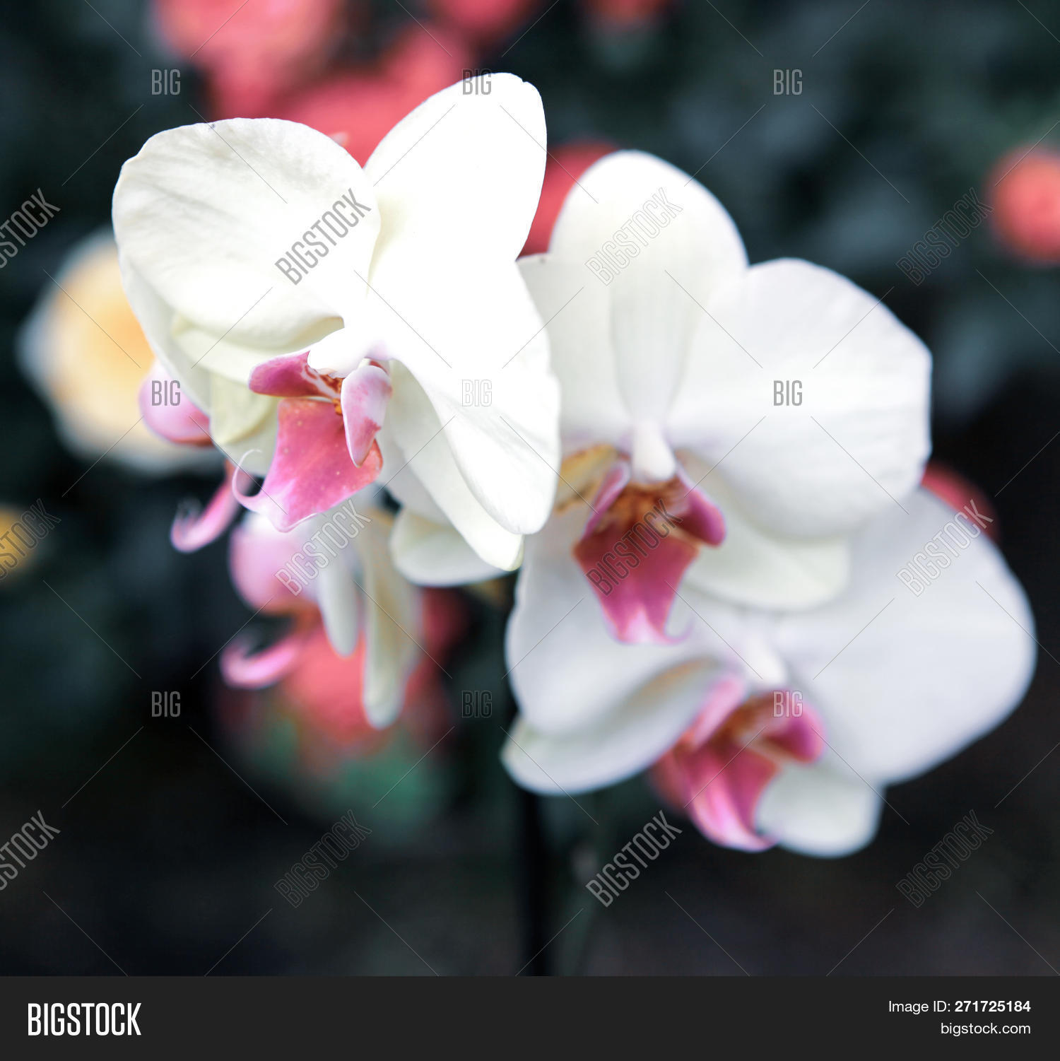 Beautiful Orchid Image & Photo (Free Trial) | Bigstock