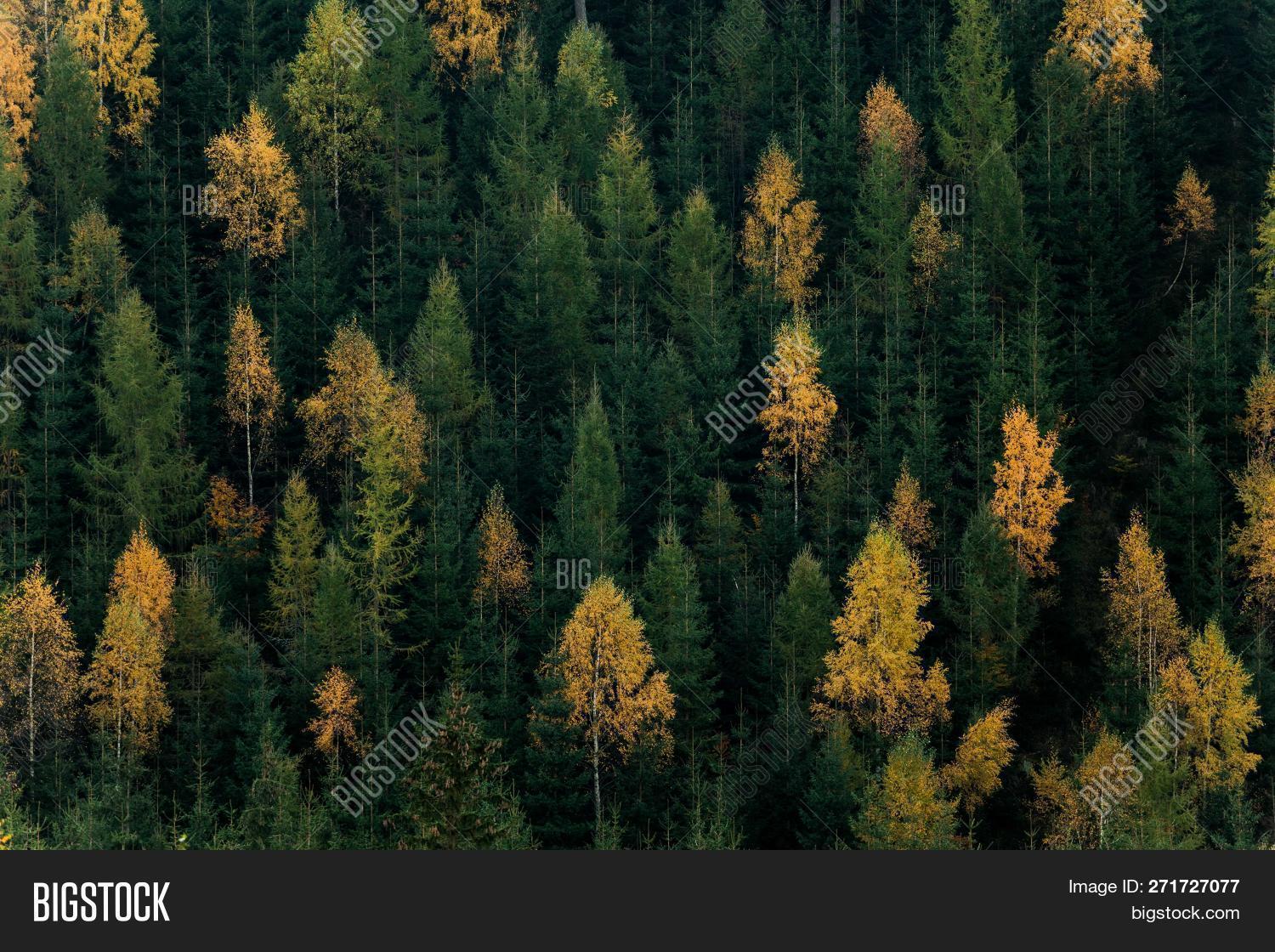 Autumn Forest Scene. Image & Photo (Free Trial) | Bigstock