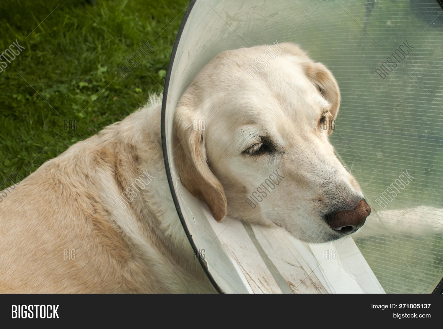 Female Cream Labrador Image & Photo (Free Trial) | Bigstock
