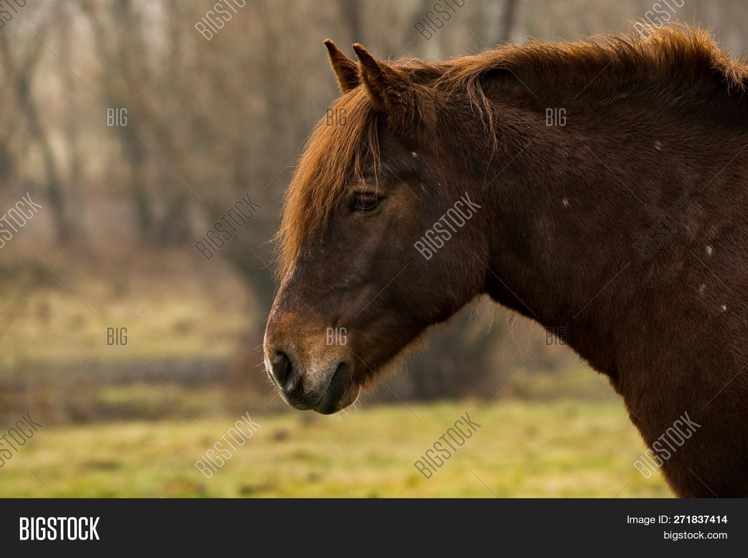 Horse (equus Ferus Image & Photo (Free Trial) | Bigstock